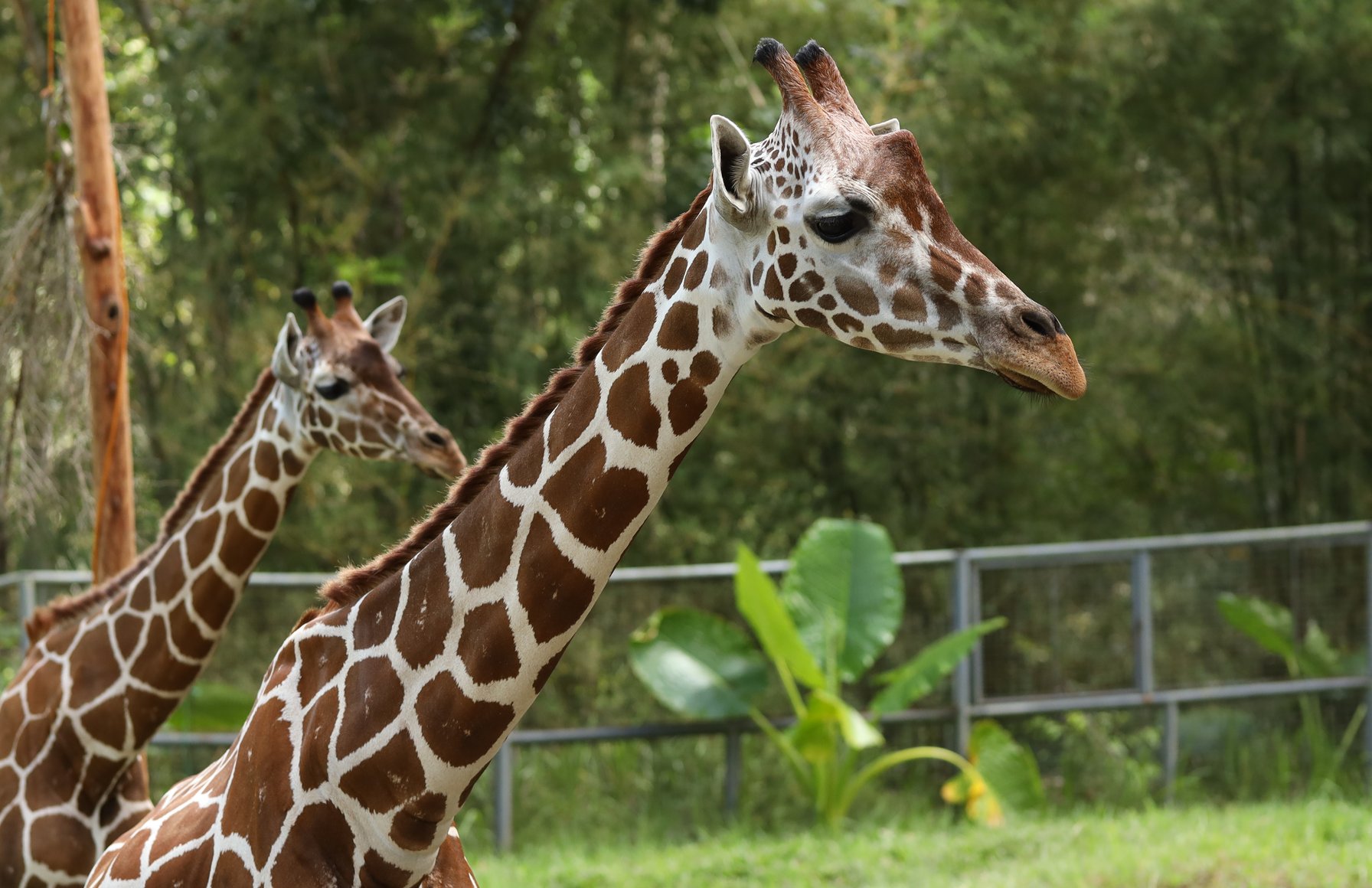 Animals & Wildlife - Cebu Safari & Adventure Park