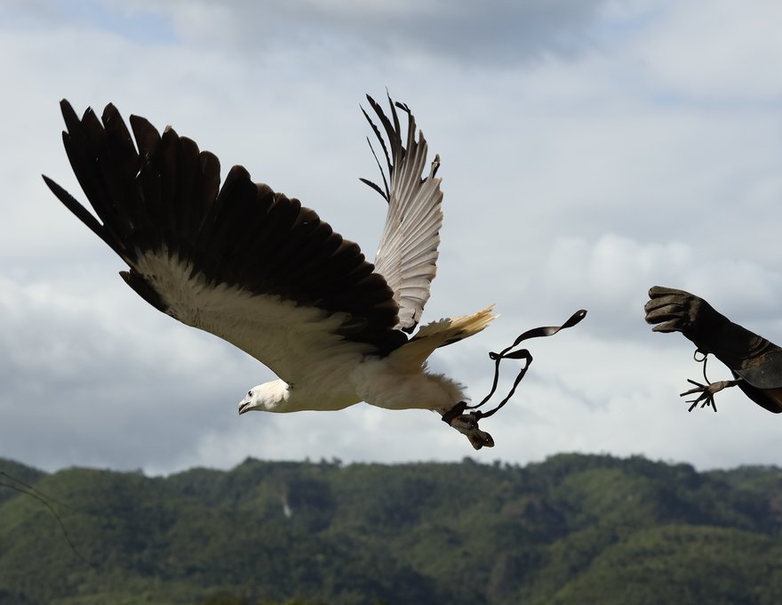 Animals & Wildlife - Cebu Safari & Adventure Park