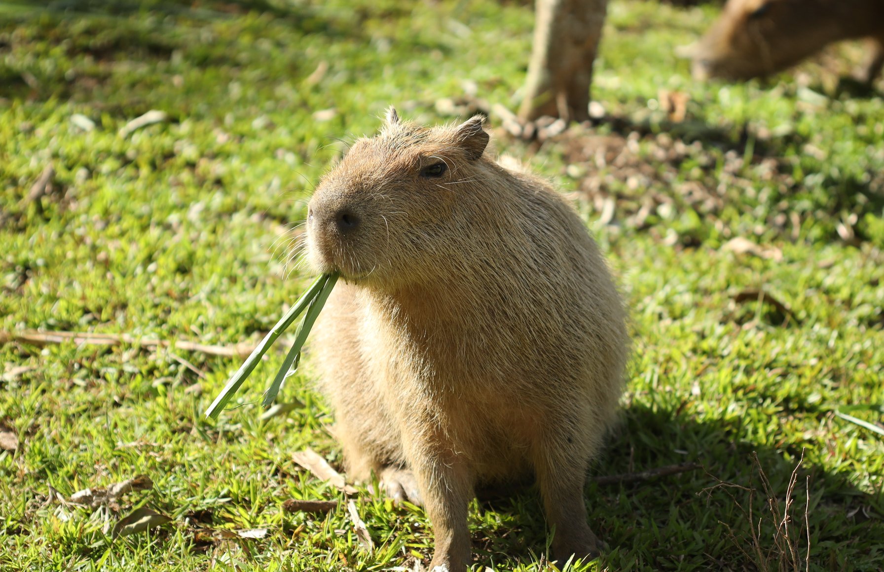 Animals & Wildlife - Cebu Safari & Adventure Park