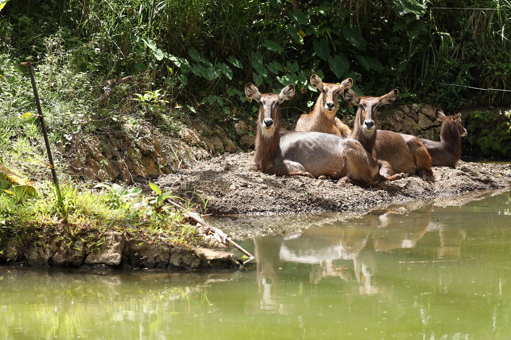Animal Conservation - Cebu Safari & Adventure Park