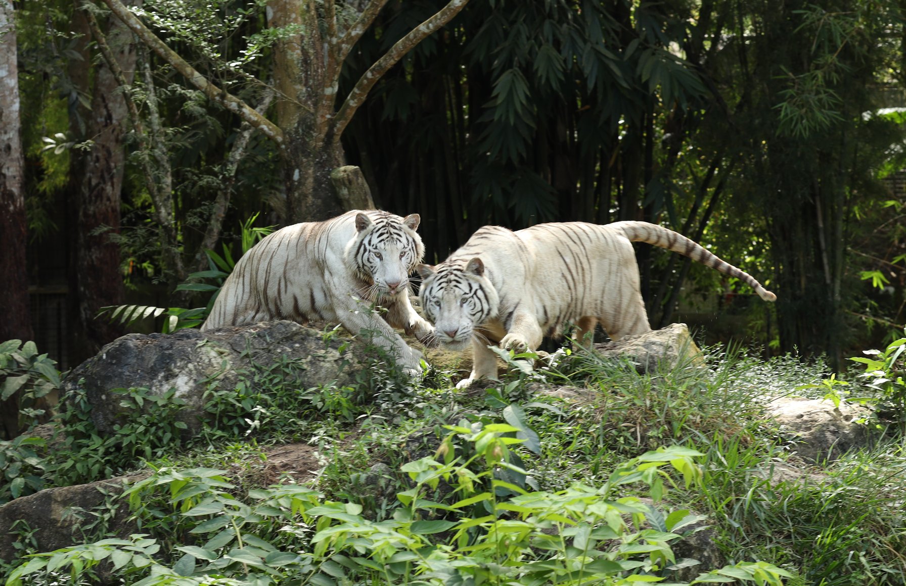 Animals & Wildlife - Cebu Safari & Adventure Park