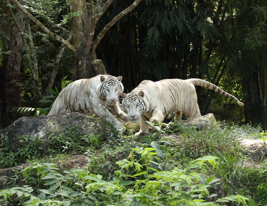 Animals & Wildlife - Cebu Safari & Adventure Park