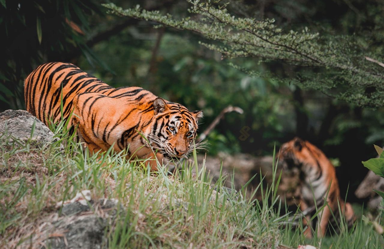 Animals & Wildlife - Cebu Safari & Adventure Park
