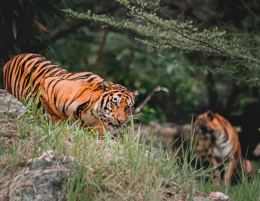 Animals & Wildlife - Cebu Safari & Adventure Park